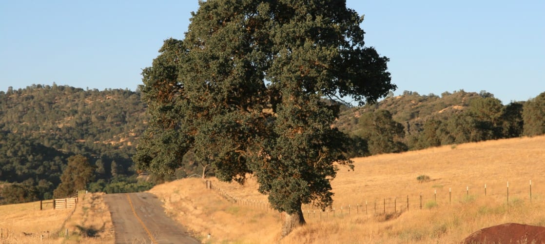 California Dude Ranch - CA Ranch Vacations | Rankin Ranch